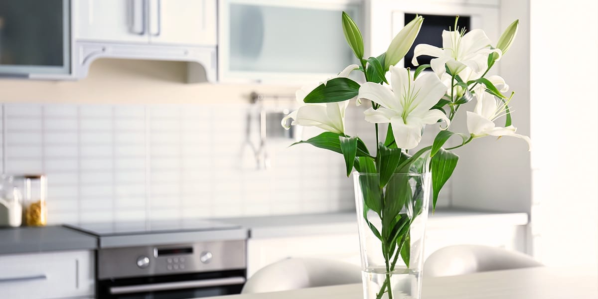 Easter Lily How-to Care - Visit the plant experts at Platt Hill Nursery