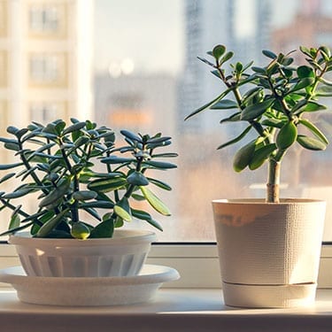 Houseplants - Visit the plant experts at Platt Hill Nursery