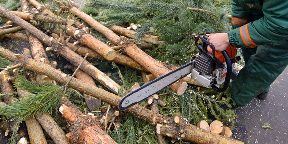 How to Reuse and Recycle Your Real Christmas Tree - Platt Hill Nursery