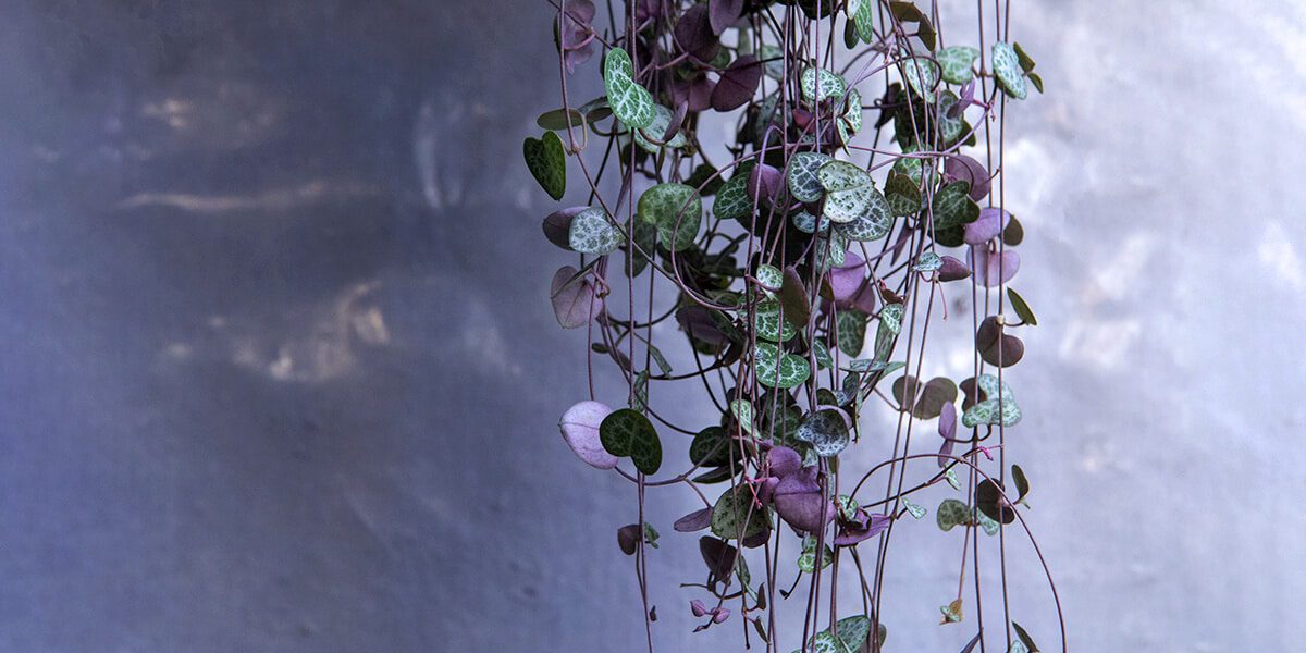 Trailing Houseplants for Hanging Planters - Platt Hill Nursery
