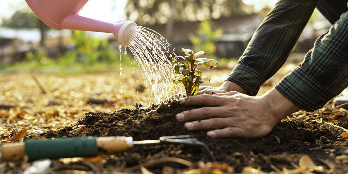 How to Water Your Plants Indoors and Outdoors - Platt Hill Nursery