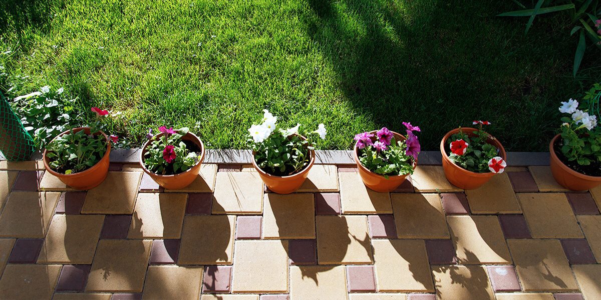 Container Garden Design Tips - Platt Hill Nursery