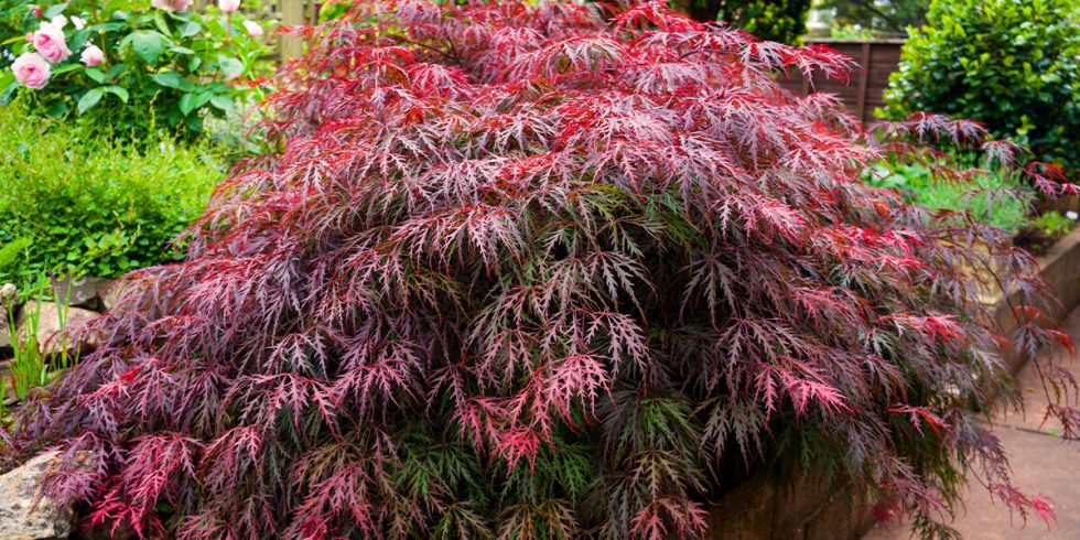 Caring for Japanese Maples - Platt Hill Nursery