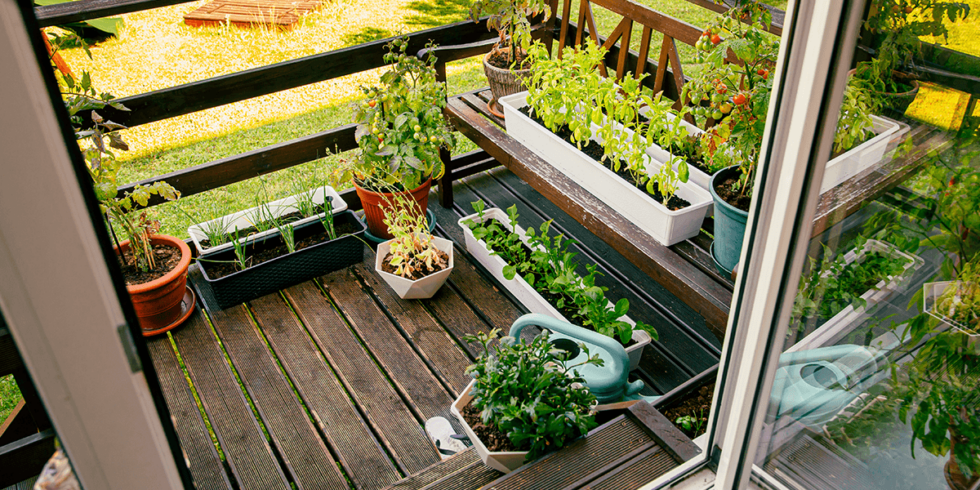 Urban Gardeners Can Grow Vegetables Too! - Platt Hill Nursery